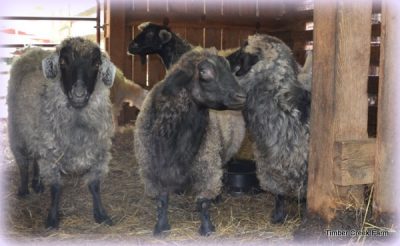 What to Feed Sheep for Prime Wool Production - Countryside